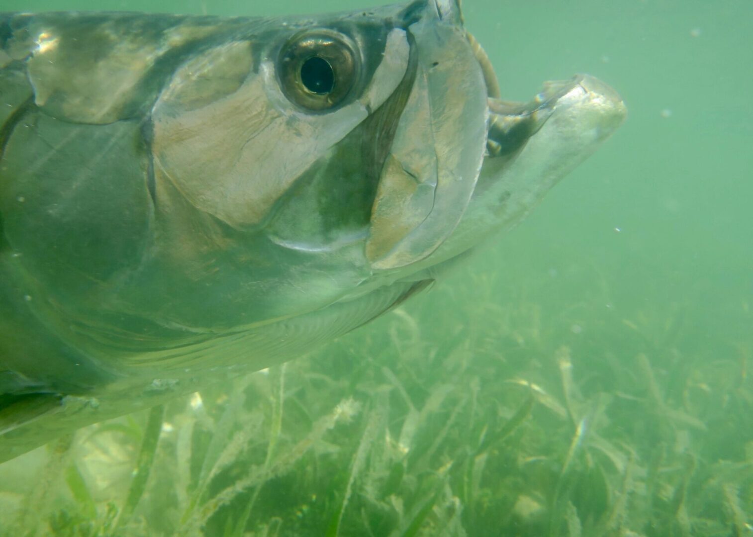 November and December are great months to fish the Florida Keys!! - Key ...