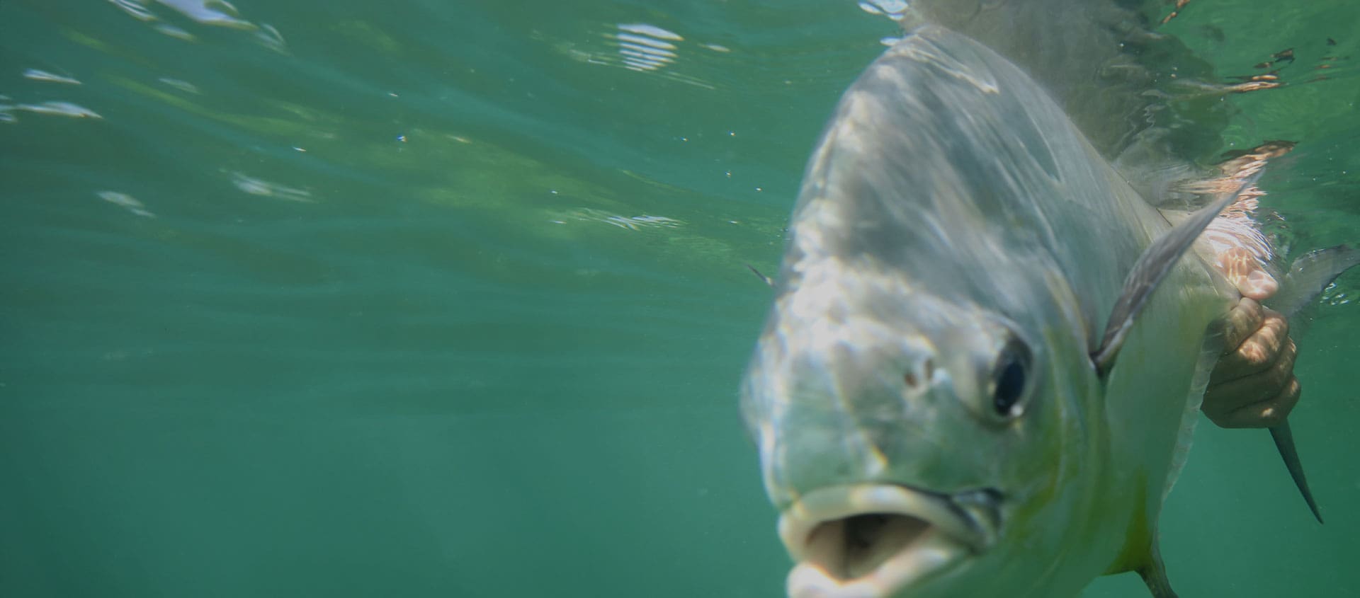 Ultimate Fishing Experience - Key West Tarpon fishing, Key West, FL ...
